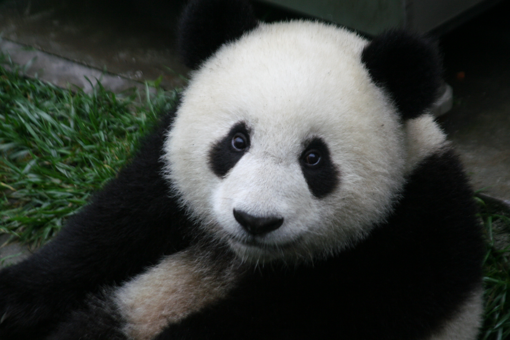 The Giant Panda Research Team